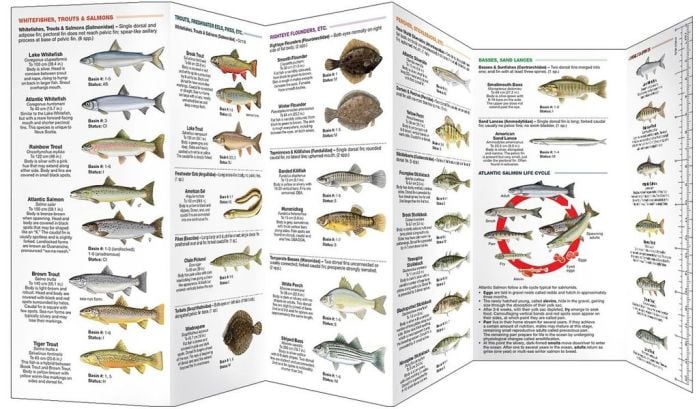 Nova Scotia Fishes (Pocket Naturalist® Guide)