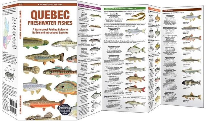Quebec Freshwater Fishes (Pocket Naturalist® Guide)