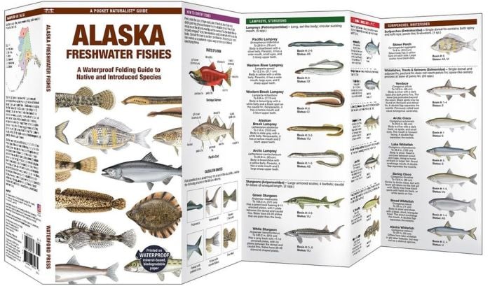 Alaska Freshwater Fishes (Pocket Naturalist® Guide)