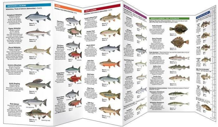Alaska Freshwater Fishes (Pocket Naturalist® Guide)
