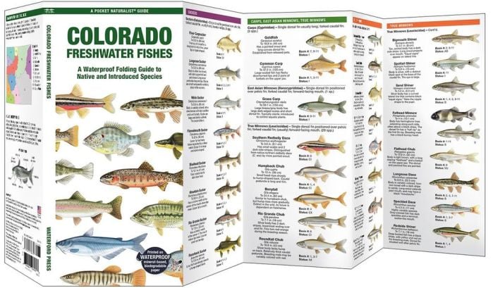 Colorado Freshwater Fishes (Pocket Naturalist® Guide)