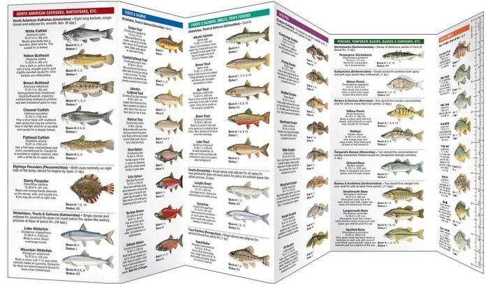 Oregon Freshwater Fishes (Pocket Naturalist® Guide)