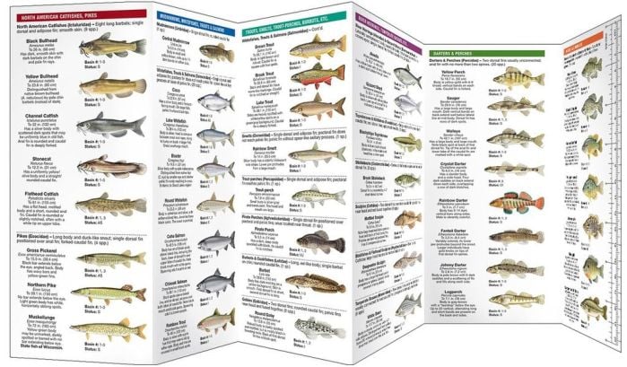 Wisconsin Freshwater Fishes (Pocket Naturalist® Guide)
