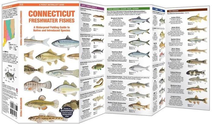 Connecticut Freshwater Fishes (Pocket Naturalist® Guide)