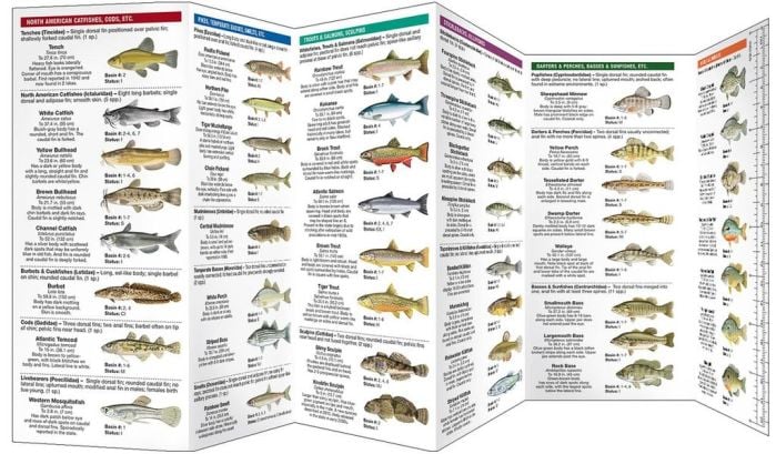 Connecticut Freshwater Fishes (Pocket Naturalist® Guide)