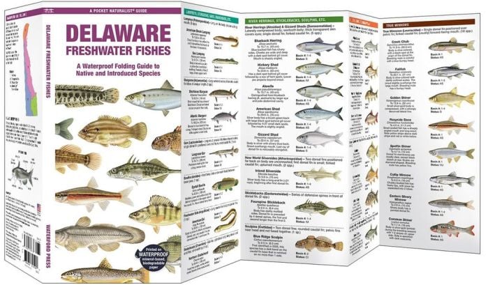 Delaware Freshwater Fishes (Pocket Naturalist® Guide)
