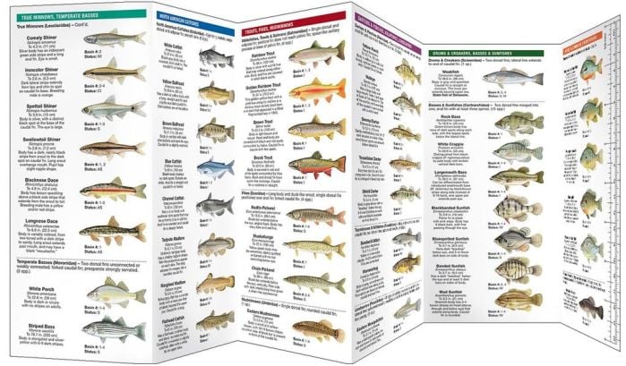 Delaware Freshwater Fishes (Pocket Naturalist® Guide)