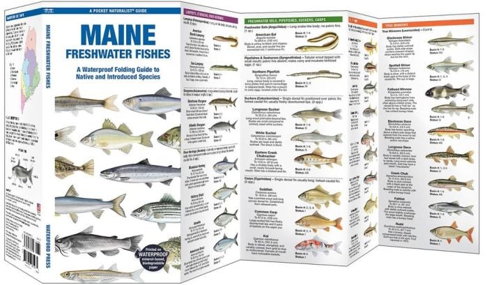 Maine Freshwater Fishes (Pocket Naturalist® Guide)