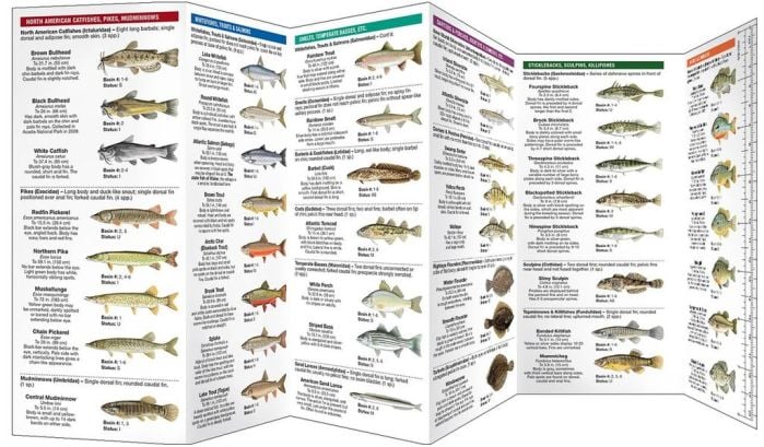 Maine Freshwater Fishes (Pocket Naturalist® Guide)