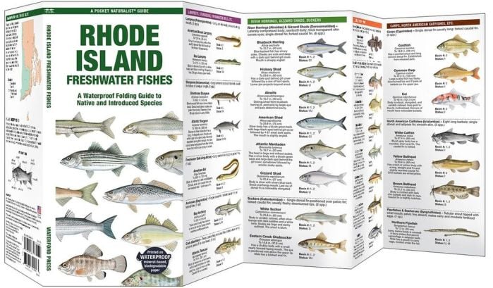Rhode Island Freshwater Fishes (Pocket Naturalist® Guide)