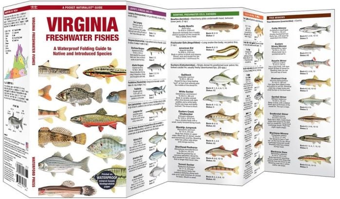 Virginia Freshwater Fishes (Pocket Naturalist® Guide)