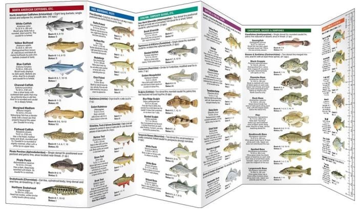 Virginia Freshwater Fishes (Pocket Naturalist® Guide)