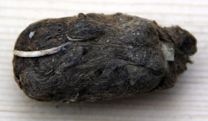 Barn Owl Pellet (Regular)