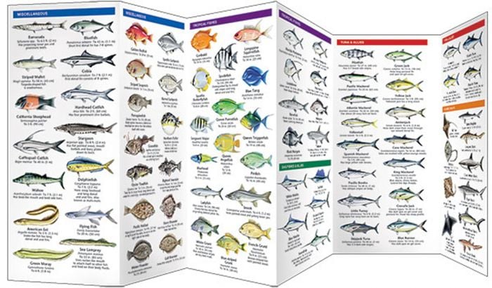 Saltwater Game Fish of North America (Pocket Fish Identification Guide®)