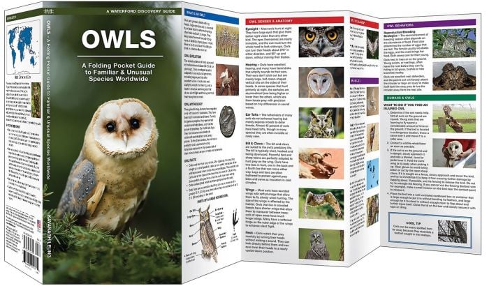 Owls (Waterford Discovery® Guide)
