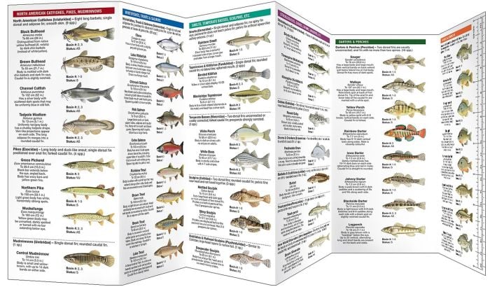 Ontario Freshwater Fishes, 2nd Edition (Pocket Naturalist® Guide)