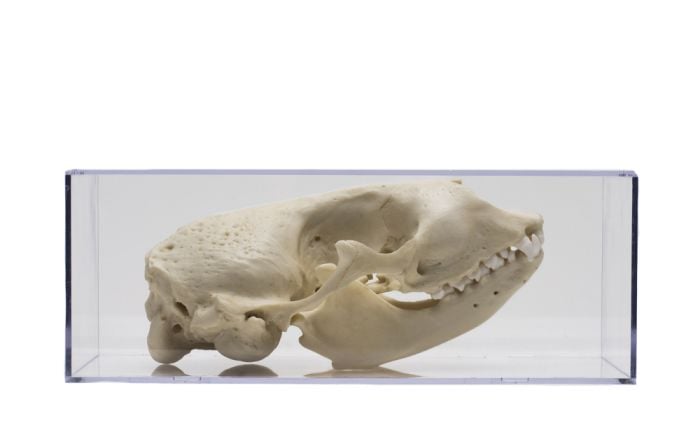 Harbor Seal Skull Replica