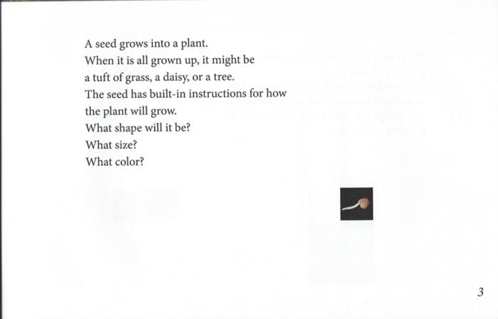 Growing Patterns: Fibonacci Numbers in Nature