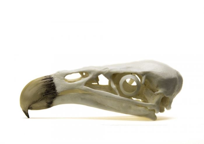 California Condor Skull Replica