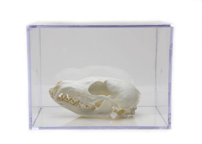 Arctic Fox Skull Replica