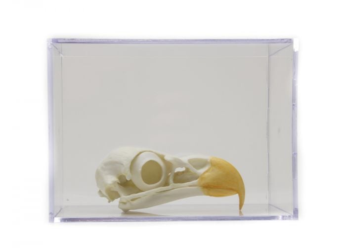 Birds of Prey Skull Collection with Discounted Museum Display Cases