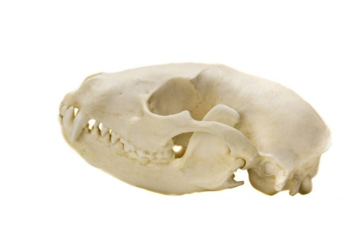 Raccoon Skull Replica
