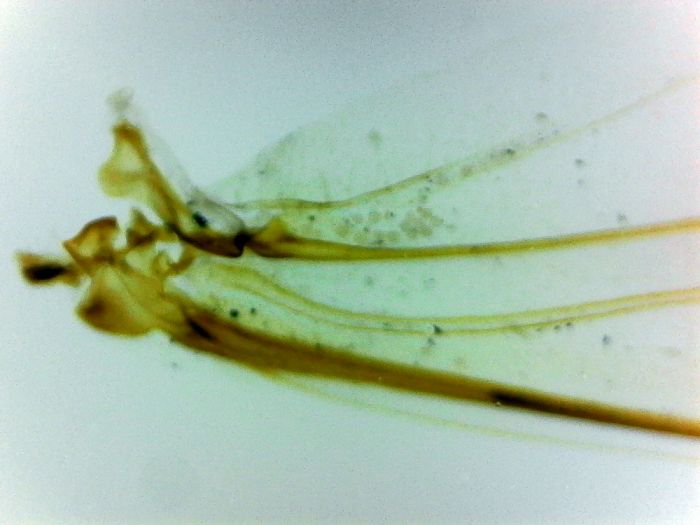 Honeybee Wings Prepared Microscope Slide