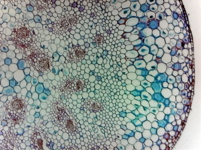 Lily Stem (Cross-Section) Prepared Microscope Slide