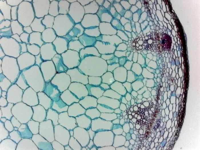 Monocot/Dicot Stem Prepared Microscope Slide