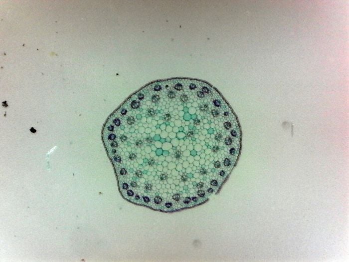 Monocot/Dicot Stem Prepared Microscope Slide
