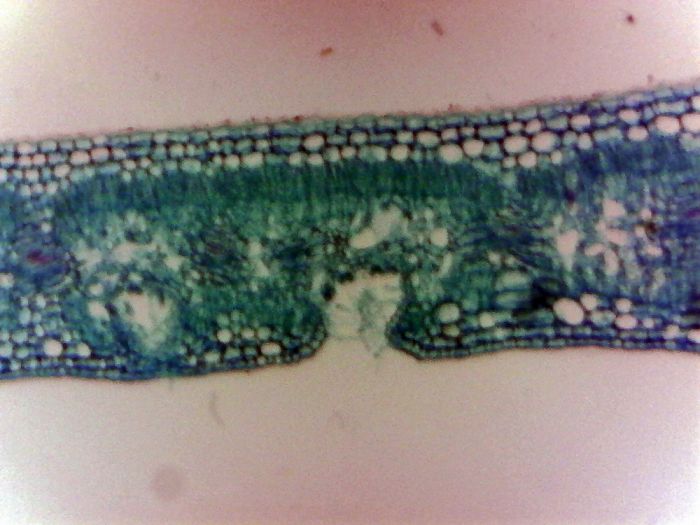 Oleander Leaf Prepared Microscope Slide