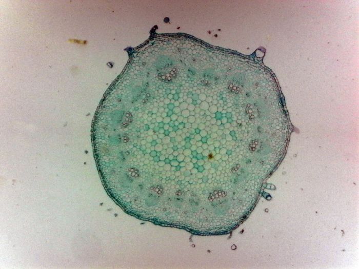 Sunflower Stem (Cross-Section) Prepared Microscope Slide