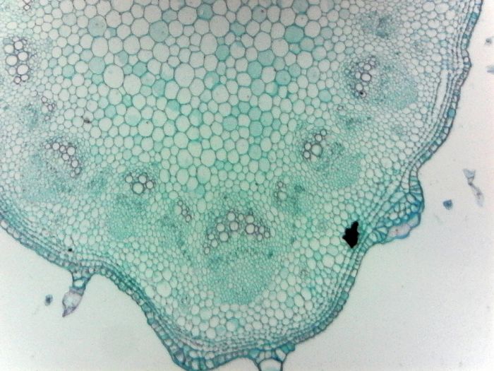Sunflower Stem (Cross-Section) Prepared Microscope Slide