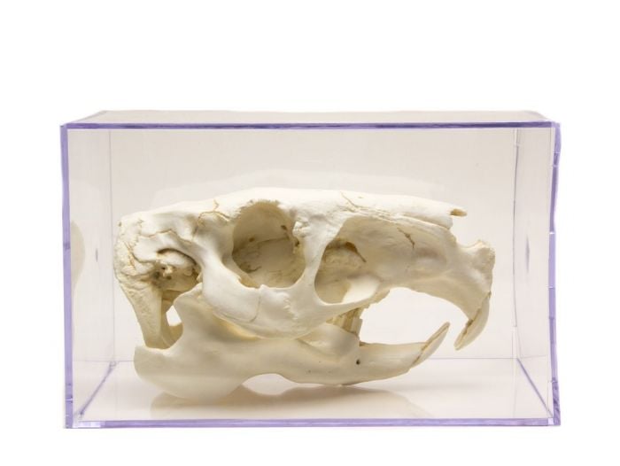 Capybara Skull Replica