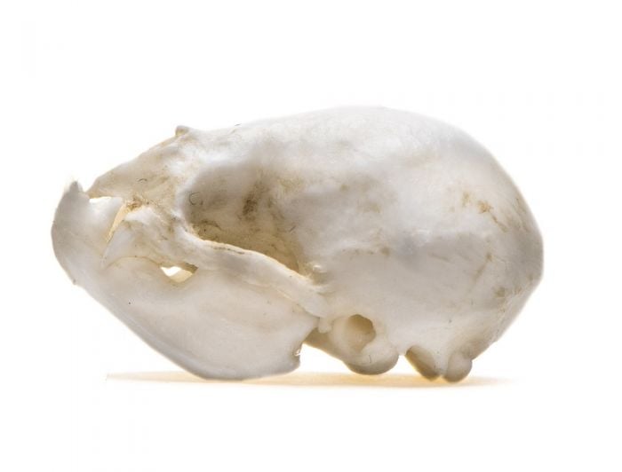 Vampire Bat Skull Replica