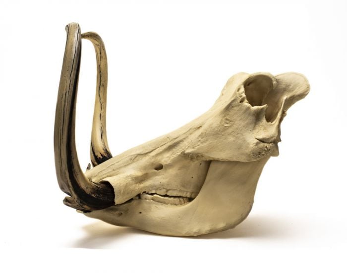Warthog Skull Replica