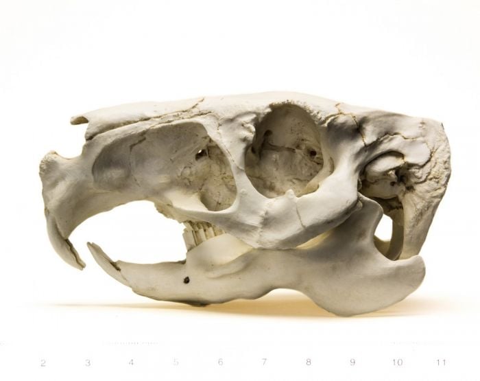 Capybara Skull Replica