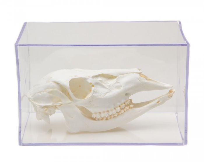 Herbivore Skull Collection with Discounted Museum Display Cases