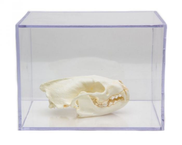 Rodent Skull Collection with Discounted Museum Display Cases