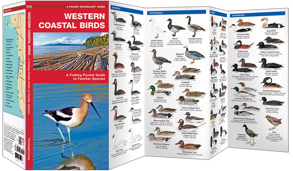 Western Coastal Birds (Pocket Naturalist® Guide)
