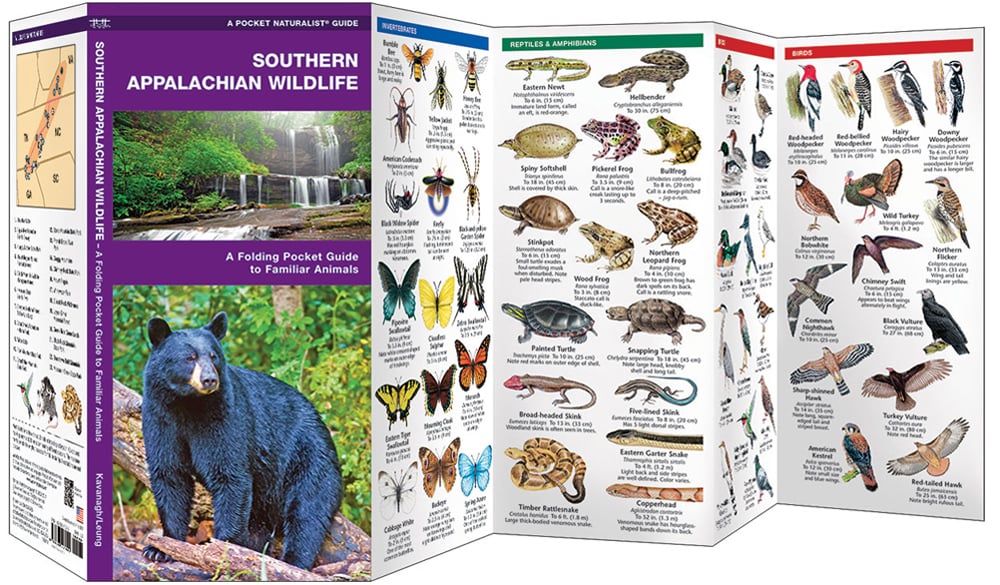 Southern Appalachian Wildlife (Pocket Naturalist® Guide)