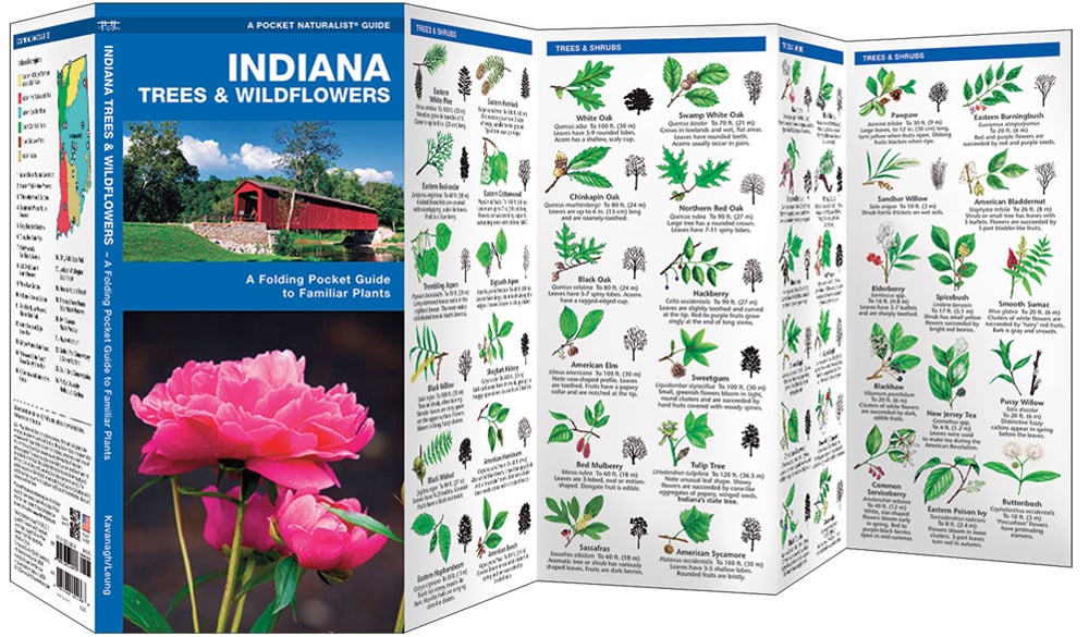 Indiana Trees & Wildflowers (Pocket Naturalist® Guide)