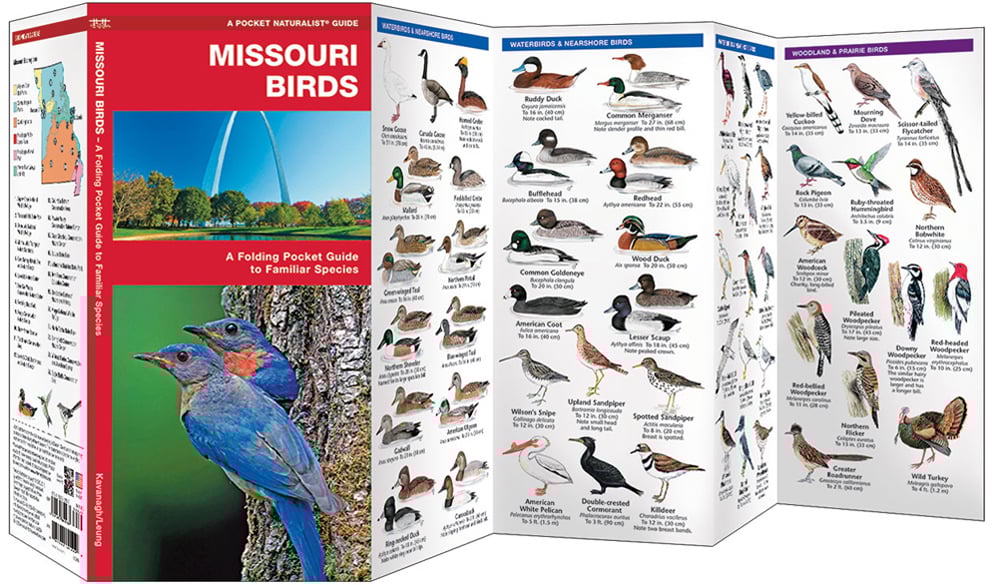 Missouri Birds (Pocket Naturalist® Guide)