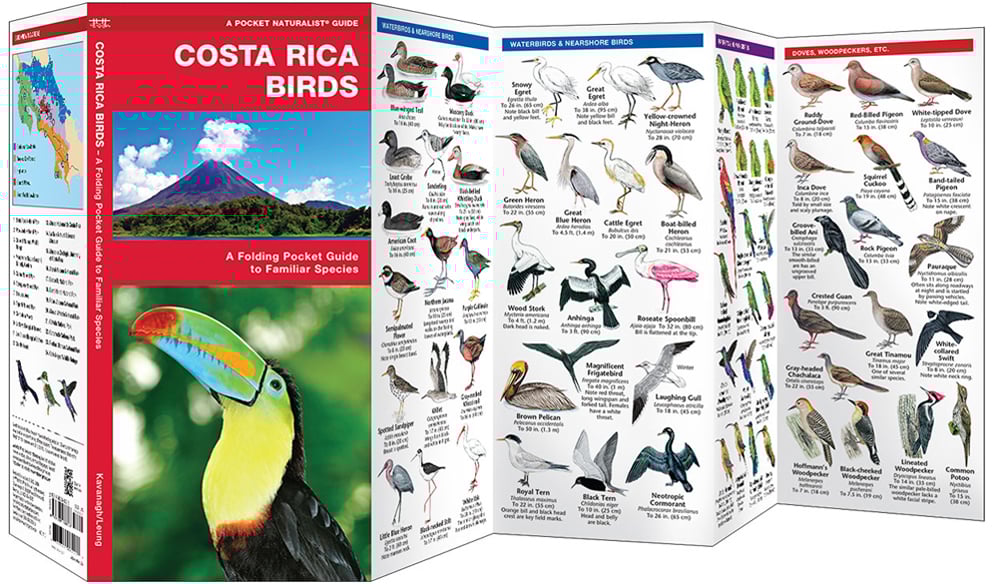 Costa Rica Birds (Pocket Naturalist® Guide)