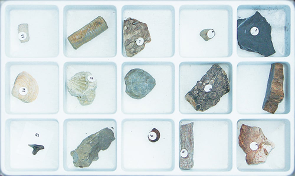 Methods of Fossilization (Specimen Collection)