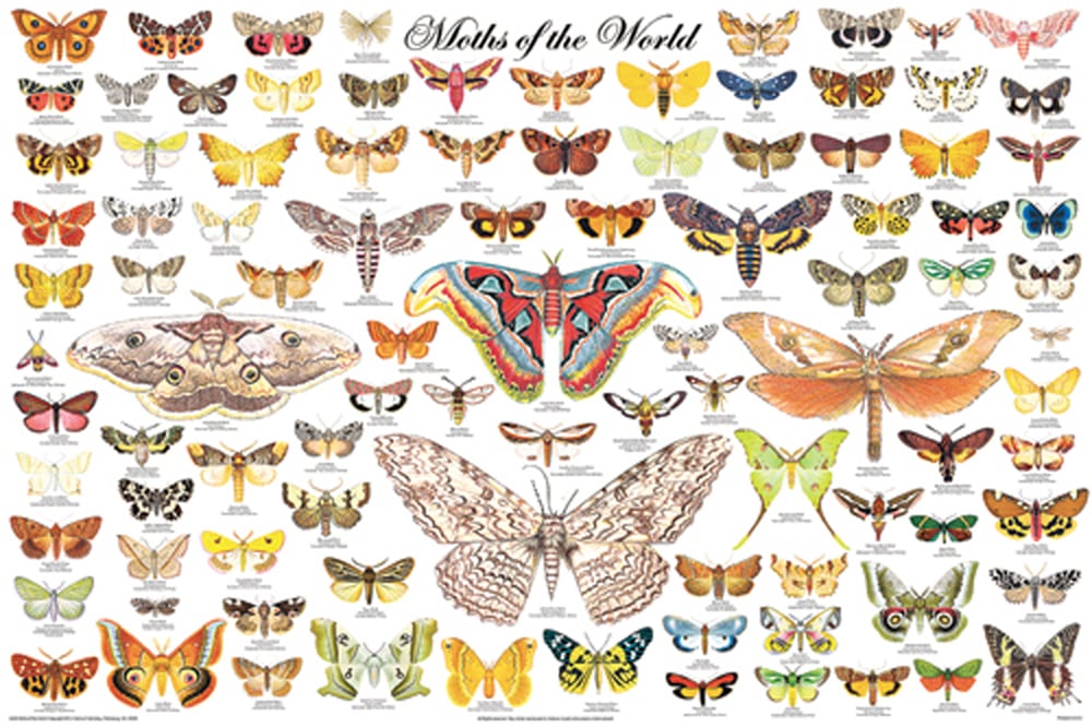 Moths of the World (Laminated Poster)
