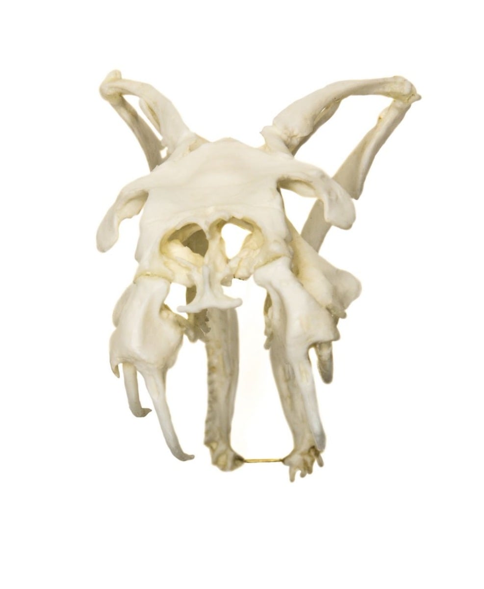 Gaboon Viper Skull Replica