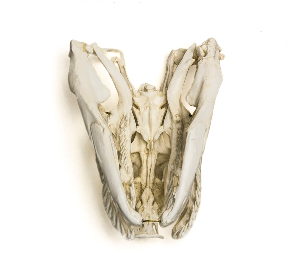 Anaconda Skull Replica