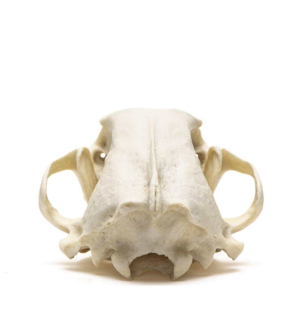 Wolverine Skull Replica