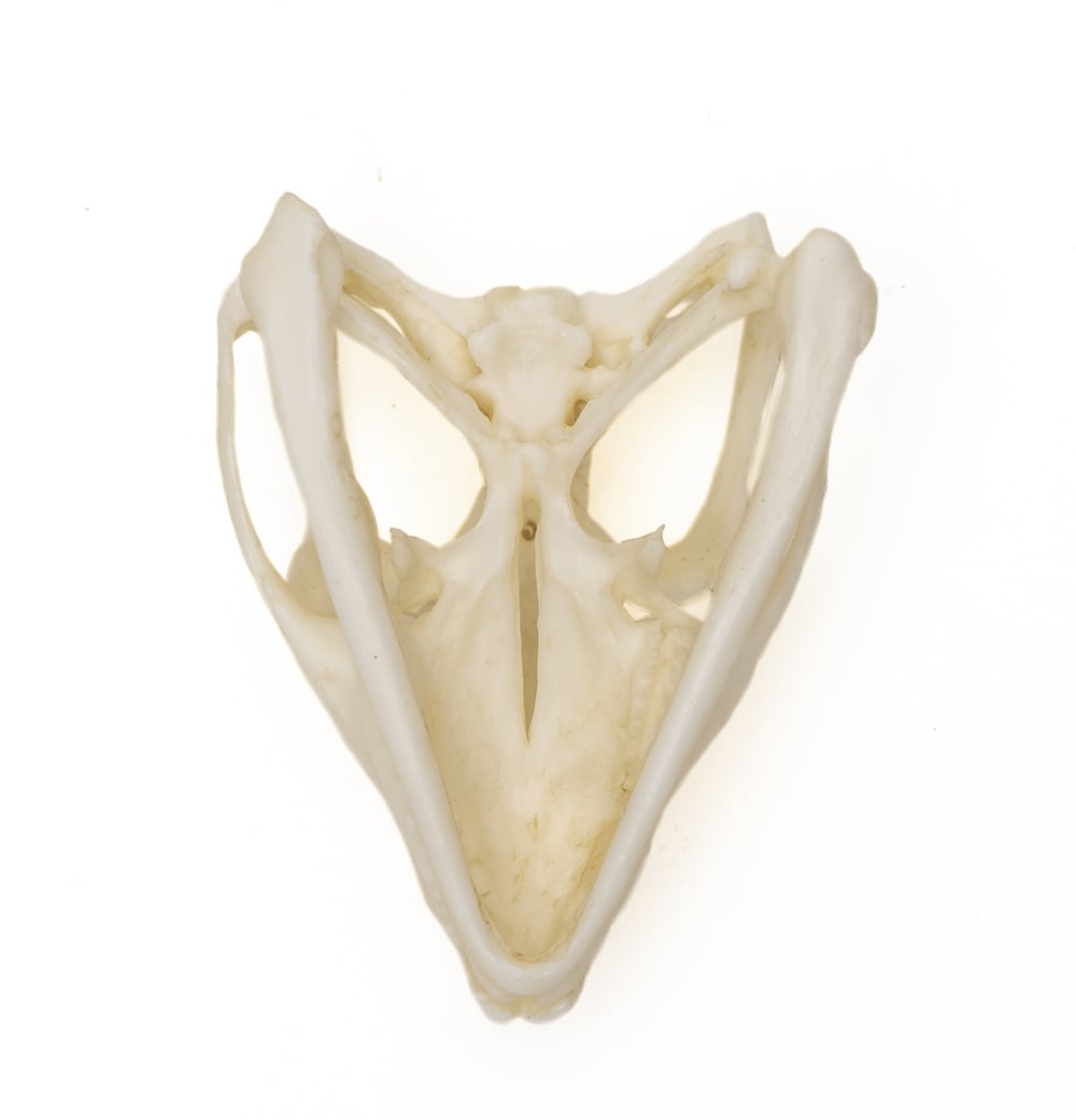 Tuatara Skull Replica